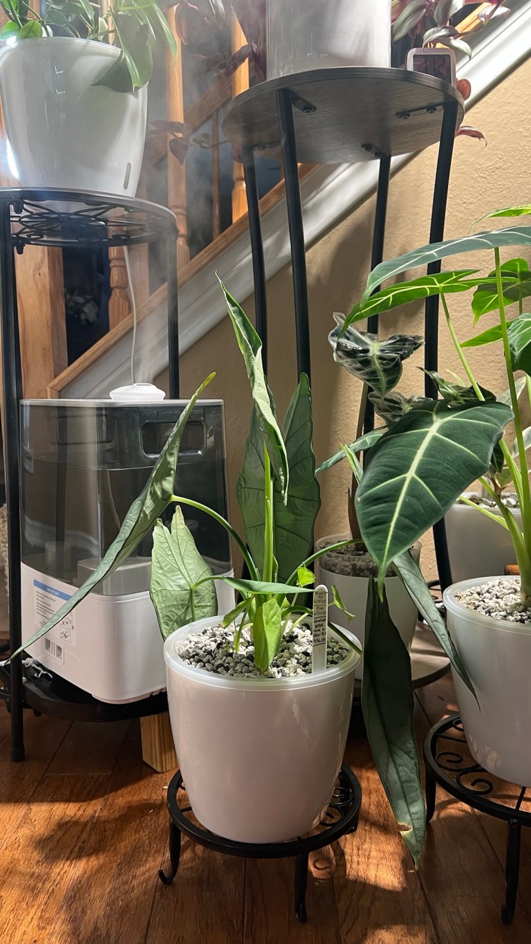 Let’s Talk About Humidifiers… And Water – my Plants